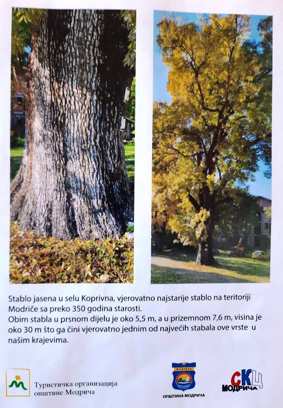 Обиљежен Свјетски дан шума - JU Osnovna škola "Sveti Sava"